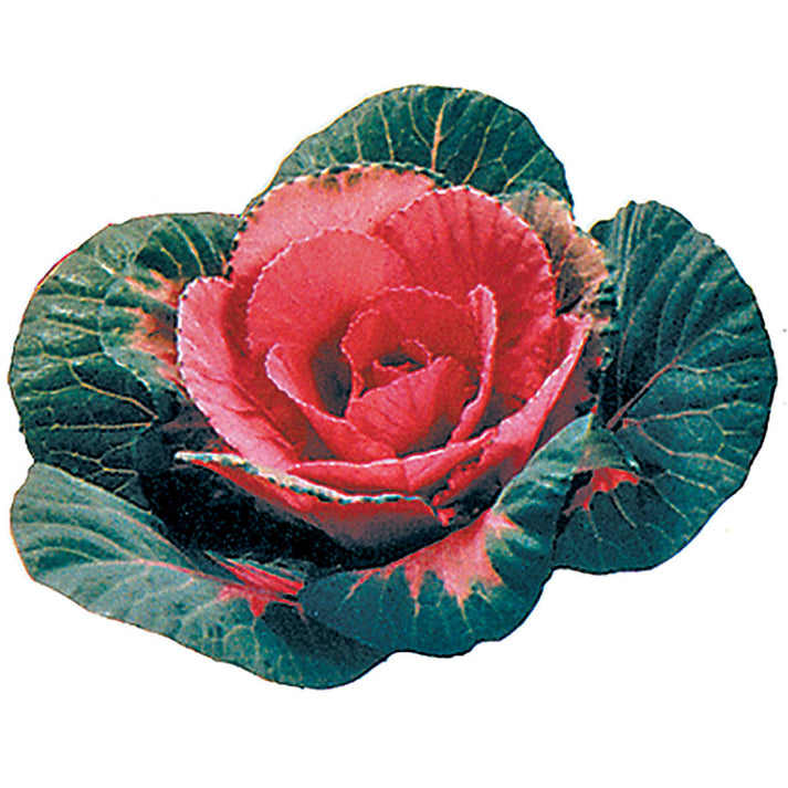 Sunset Ornamental Flowering Cabbage/Kale Seeds – NE SEED