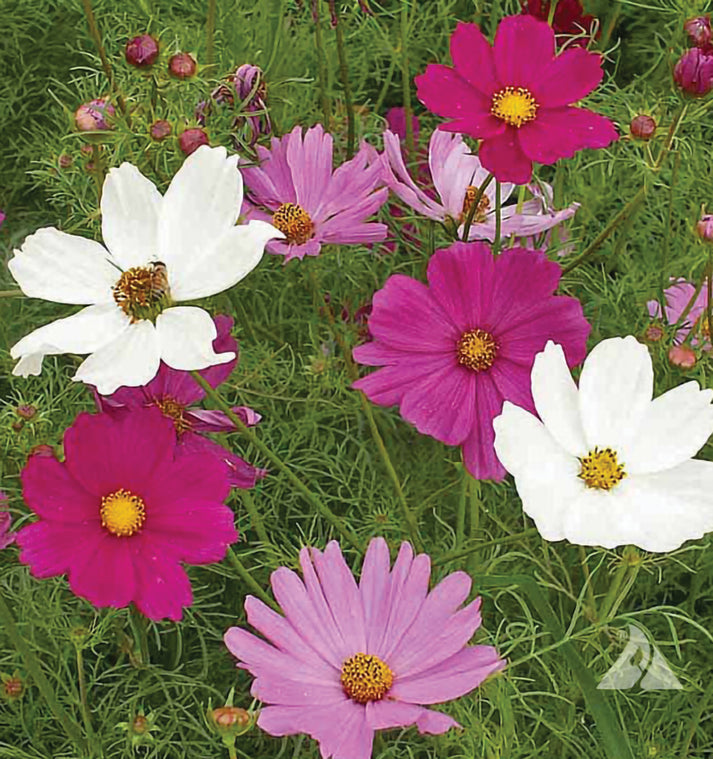 Sensation Mix Cosmos Seeds – NE SEED