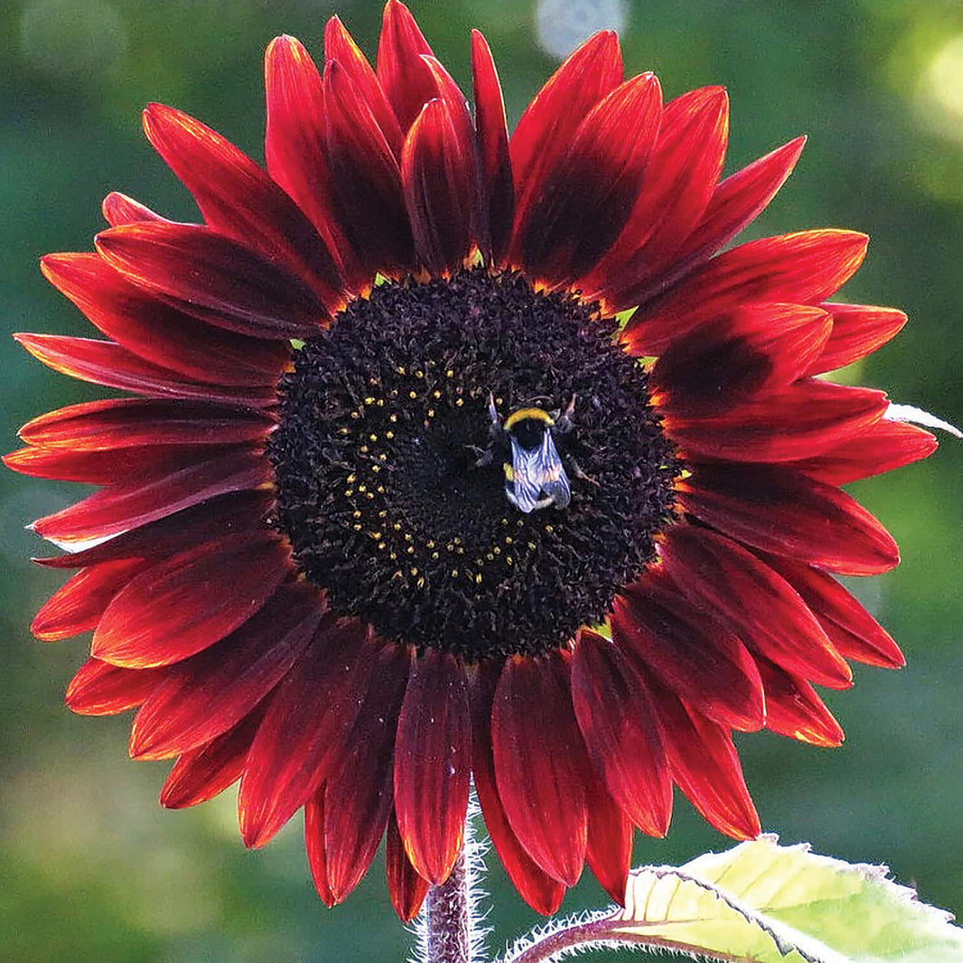 Sunflower Seeds – NE SEED