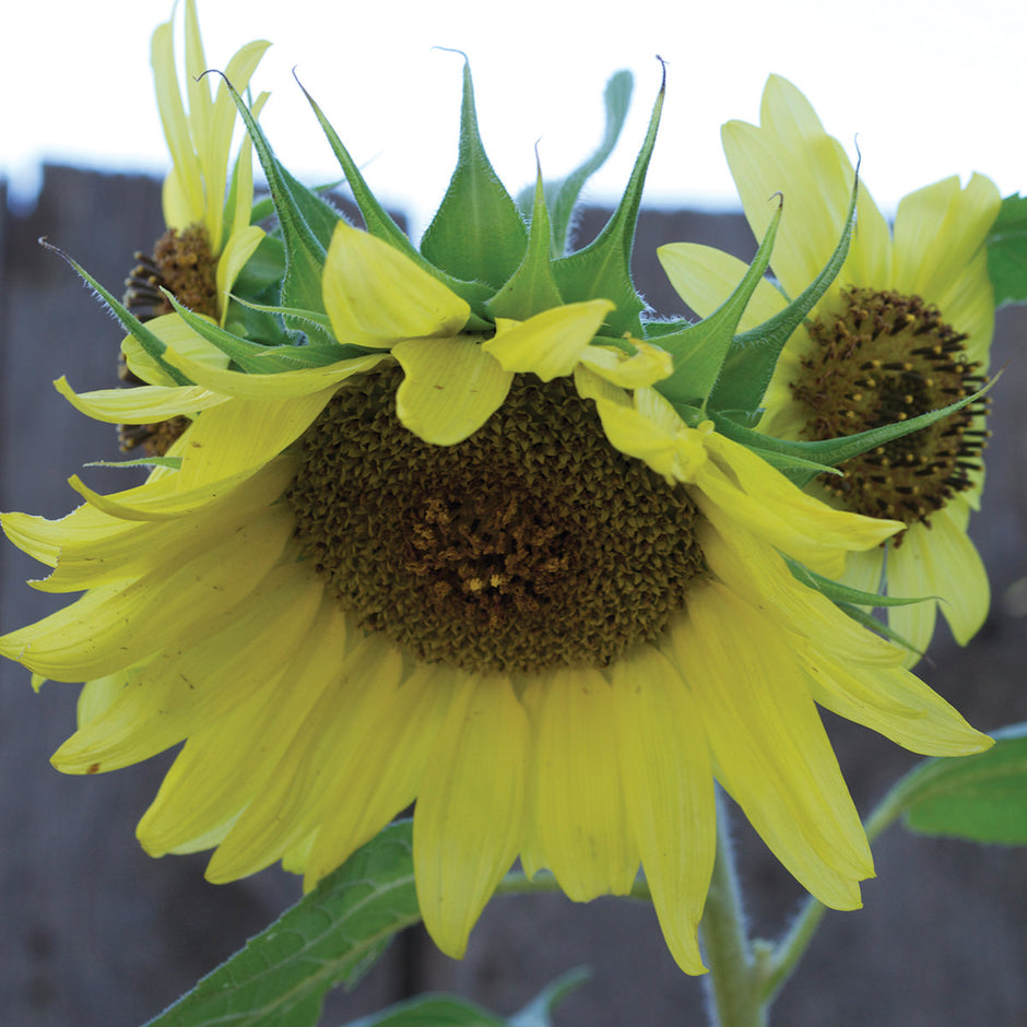 Sunflower Seeds – NE SEED