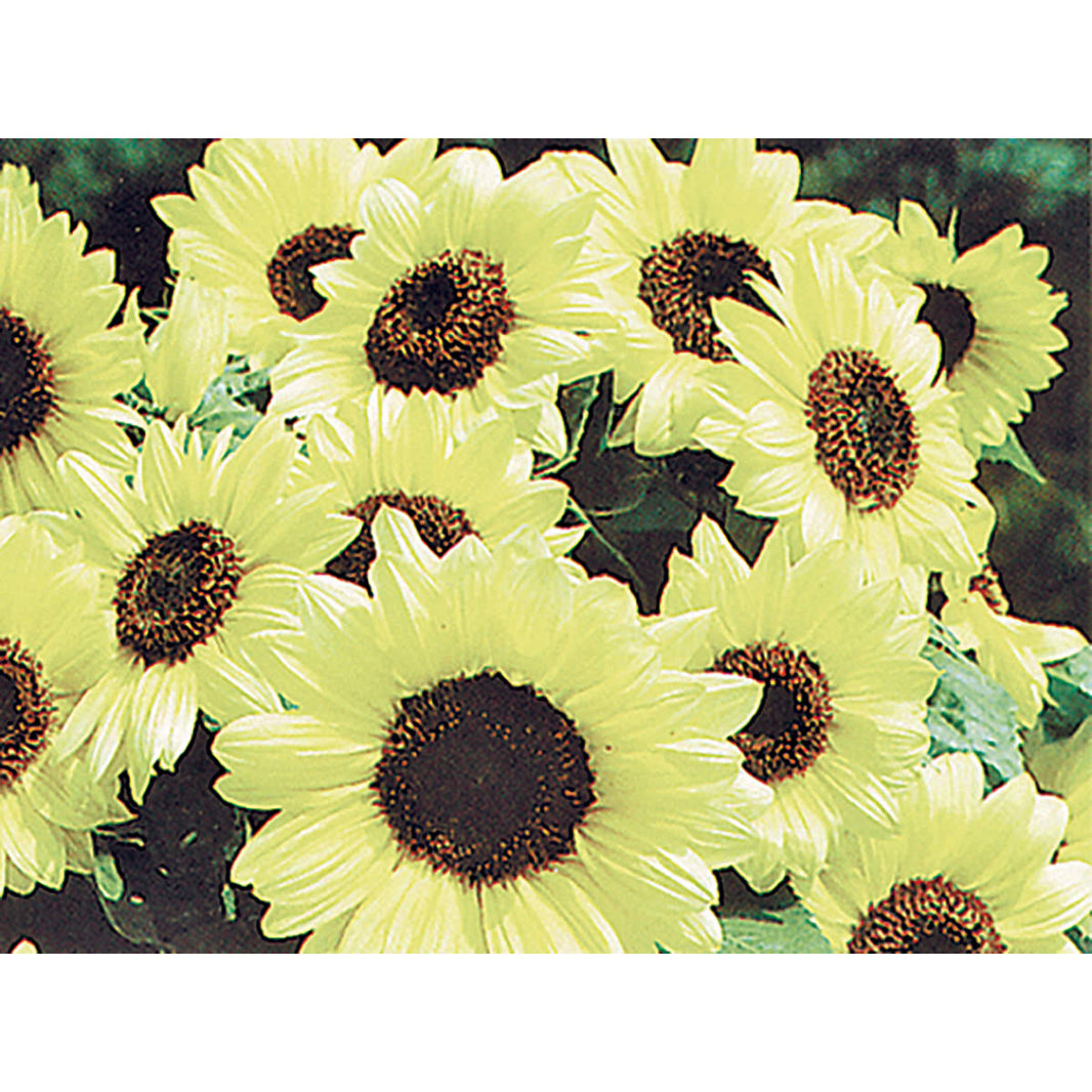 Sunflower Seeds – NE SEED