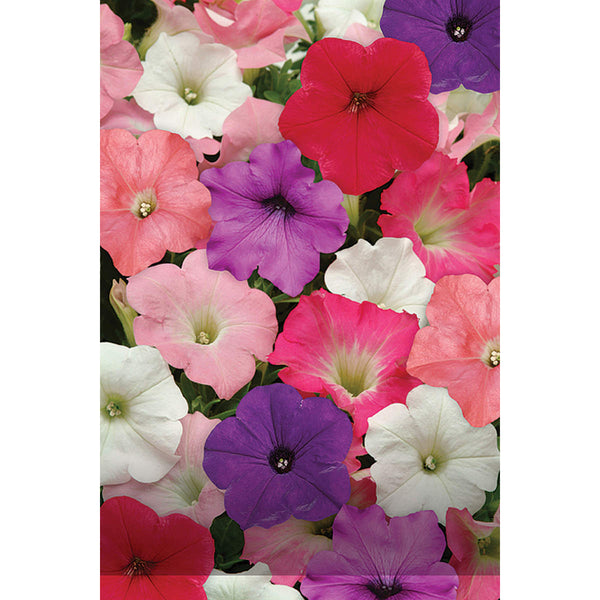 Easy Wave Mix Petunia Seeds – NE SEED