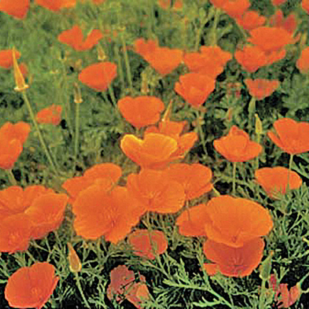 California Single Poppy Seeds – NE SEED