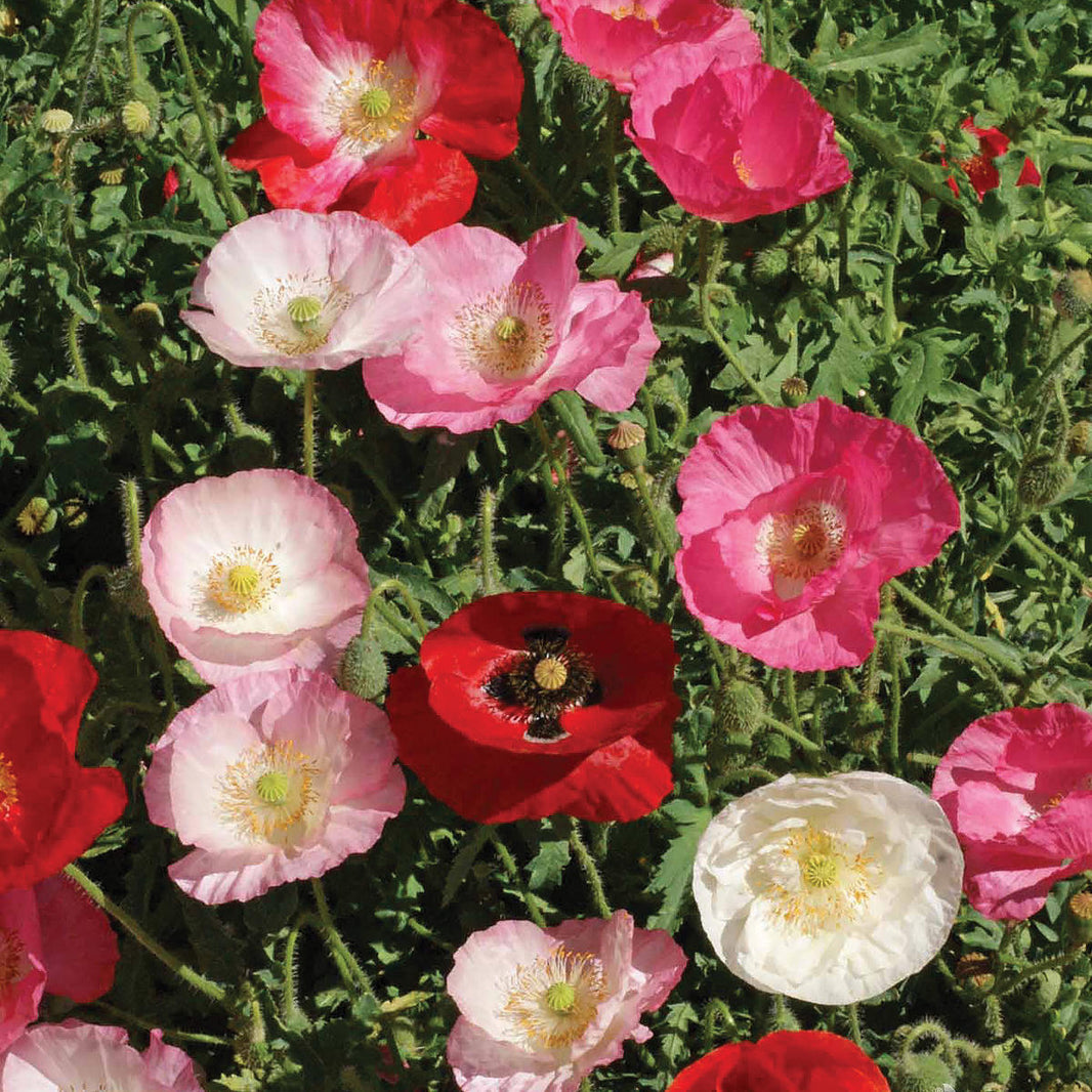 Poppy – NE SEED