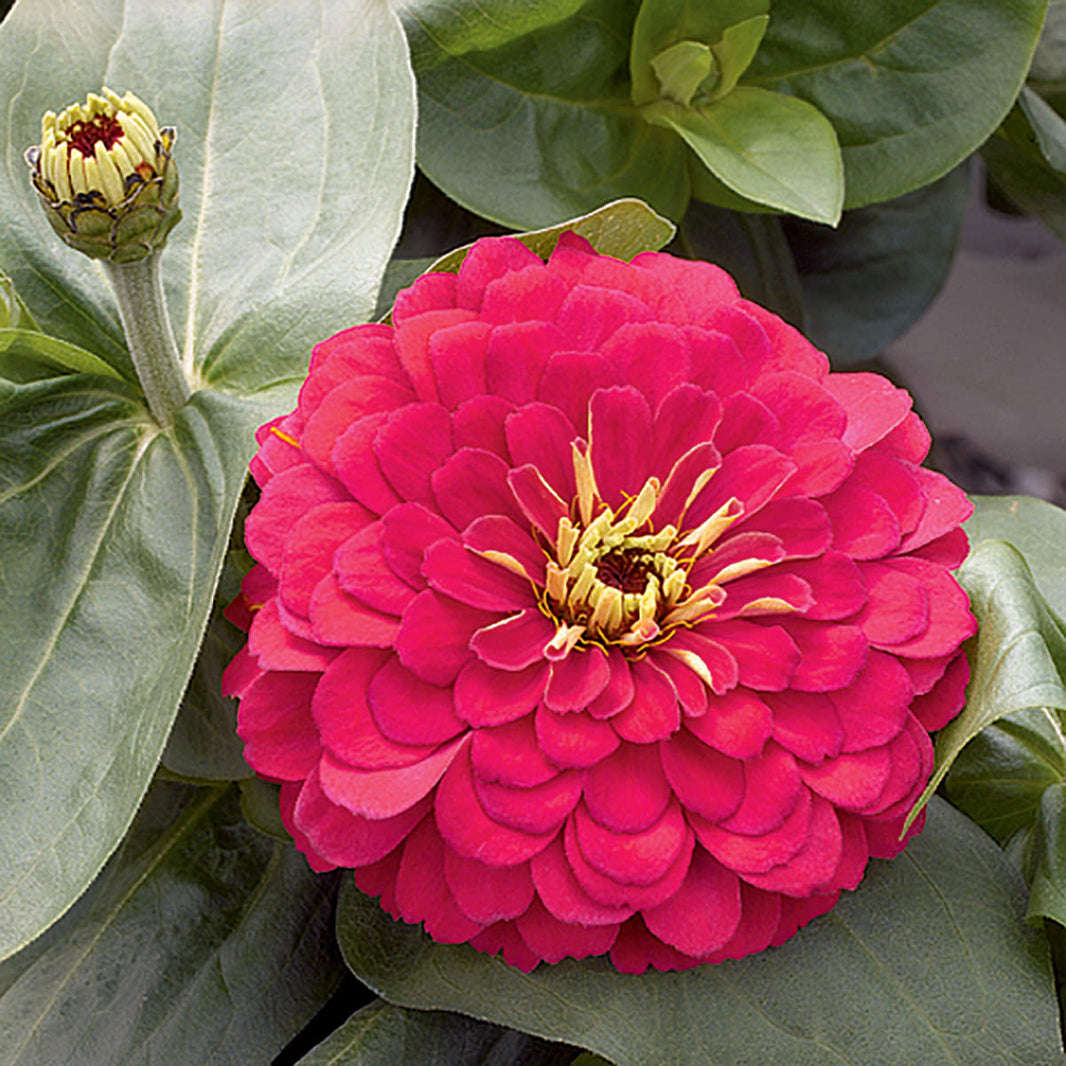 Zinnia Seeds – Page 2 – NE SEED