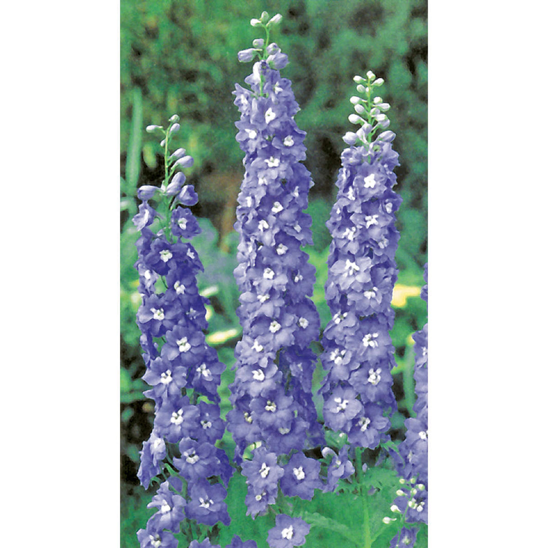 Delphinium Seeds – NE SEED