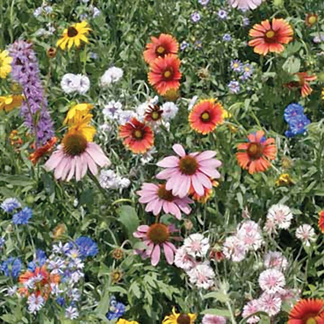 Flower Seed – NE SEED