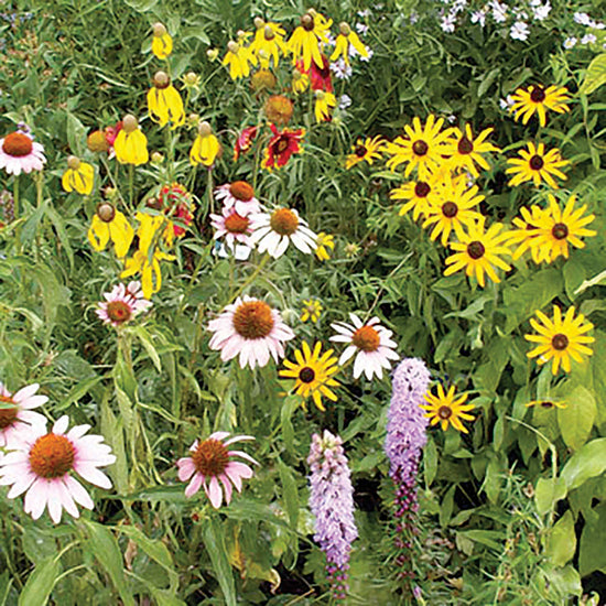 Native Perennial Mix Wildflower Seeds – NE SEED