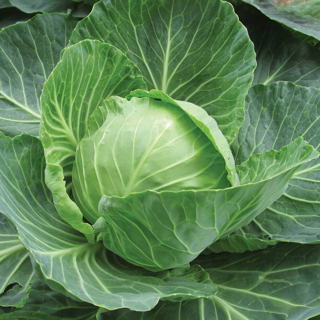 Cabbage Seeds – NE SEED