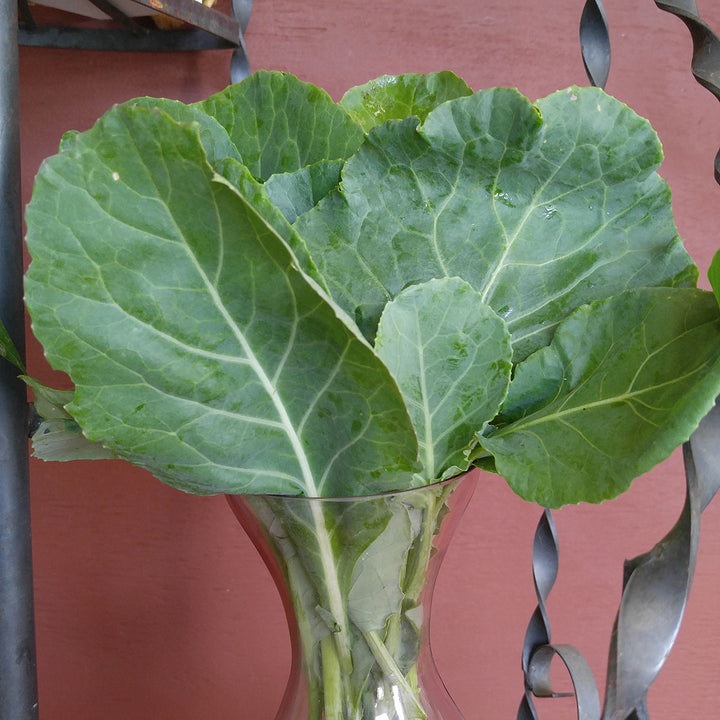 Collard Seeds – NE SEED