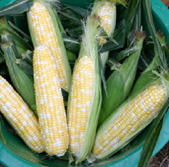 Butter and Sugar Sweet Corn Seeds – NE SEED