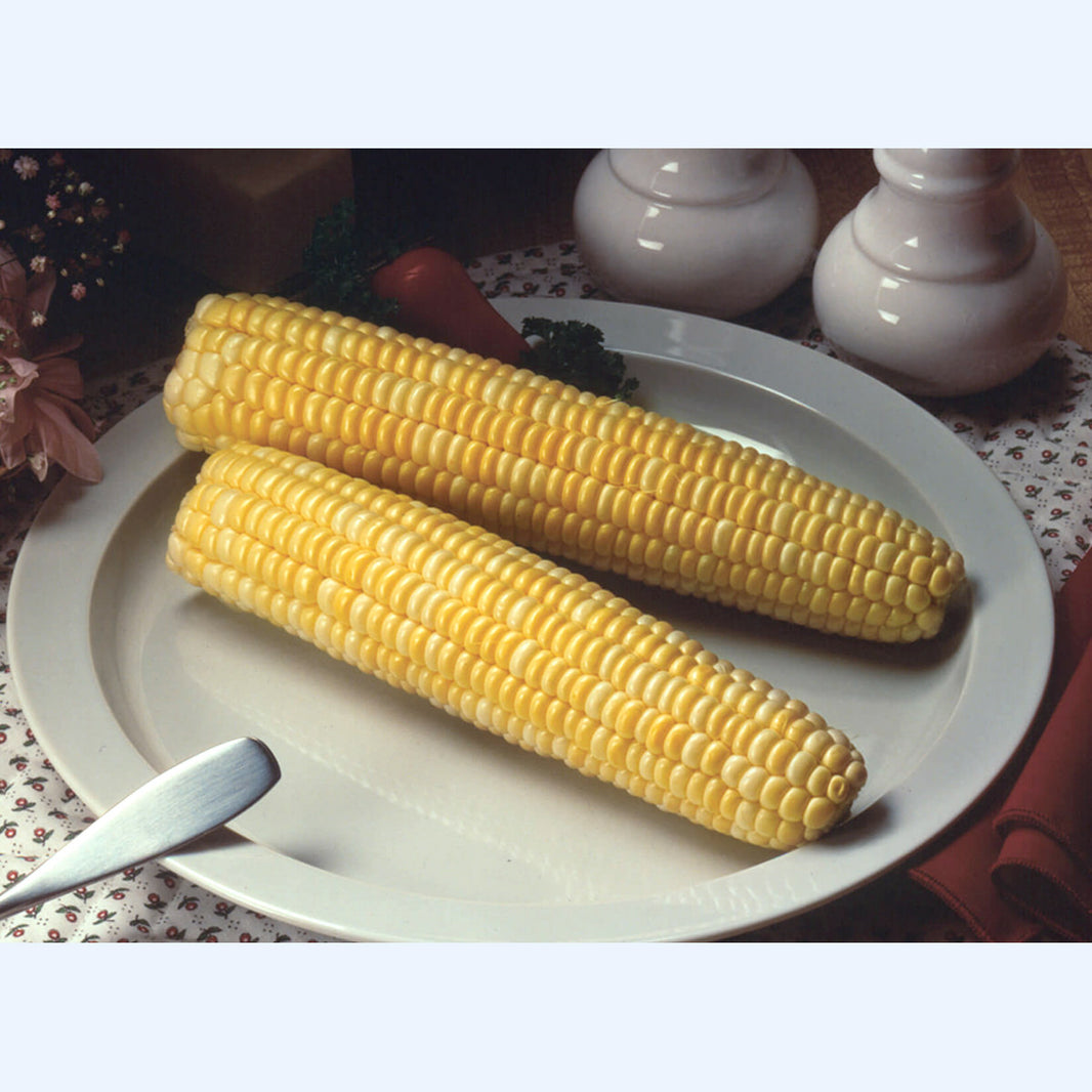 Corn Seeds – NE SEED