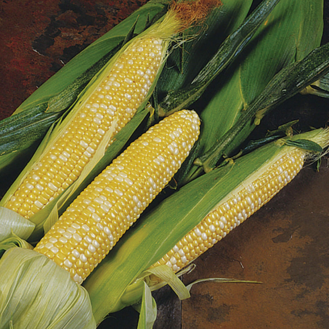 Corn Seeds – NE SEED