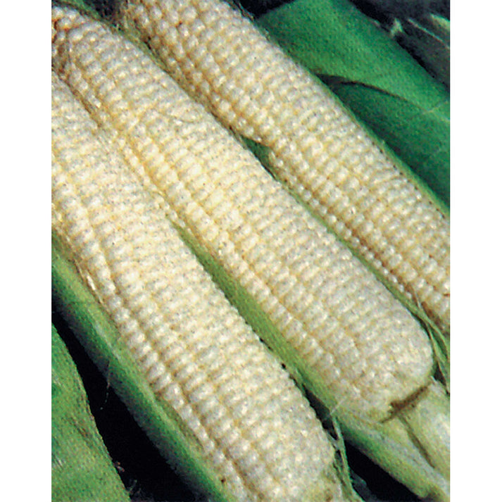 Silver Queen Sweet Corn Seeds – NE SEED