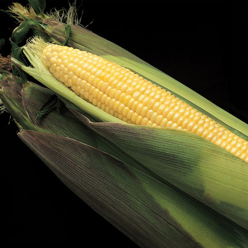 Kandy Korn EH Sweet Corn Seeds – NE SEED