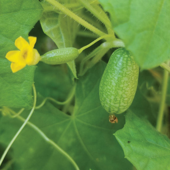 Mouse Melon Cucumber Seeds – NE SEED
