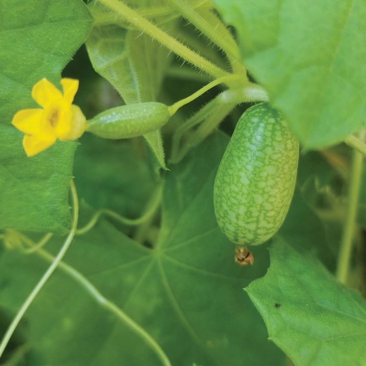Mouse Melon Cucumber Seeds – NE SEED