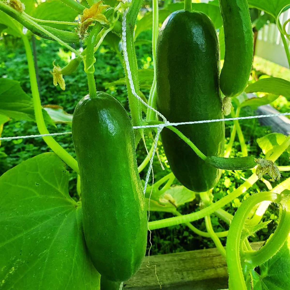 MIni-Me F1 Hybrid Cucumber Seeds – NE SEED