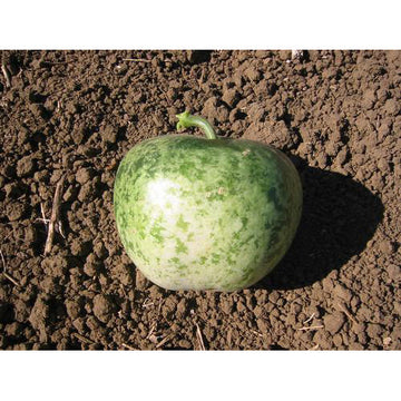 Gourd Seeds – NE SEED