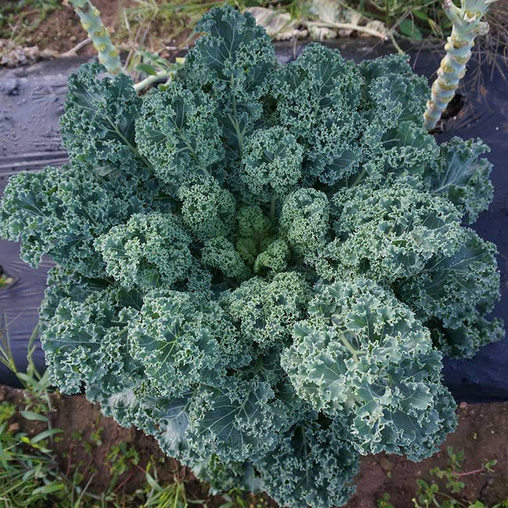 Dwarf Blue Curled Vates Kale Seeds – NE SEED
