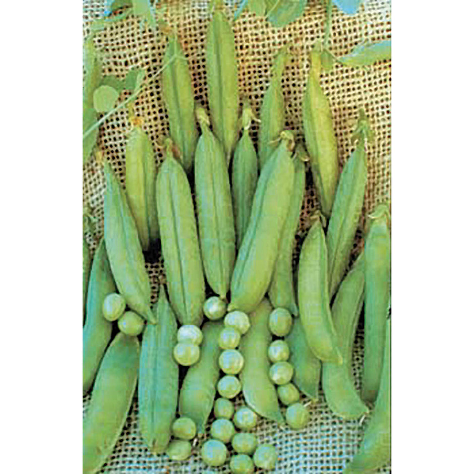 Pea – NE SEED