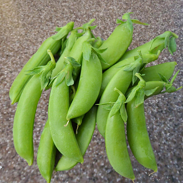 Cascadia Snap Pea Seeds – NE SEED