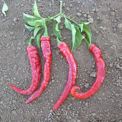 Cayenne Large Red Thick Pepper Seeds – NE SEED