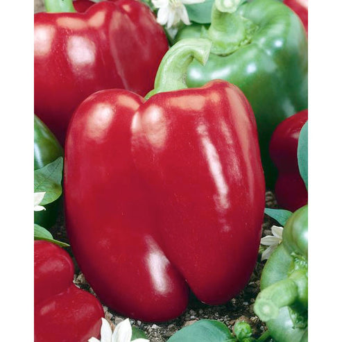 Keystone Resistant III Sweet (Bell) Type Pepper Seeds – NE SEED