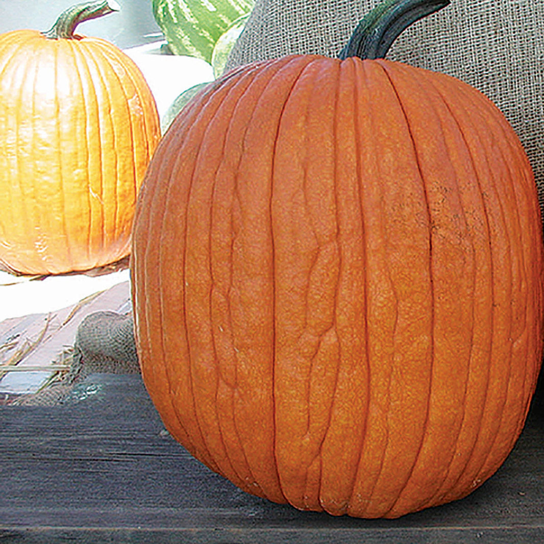 Pumpkin – Page 3 – NE SEED
