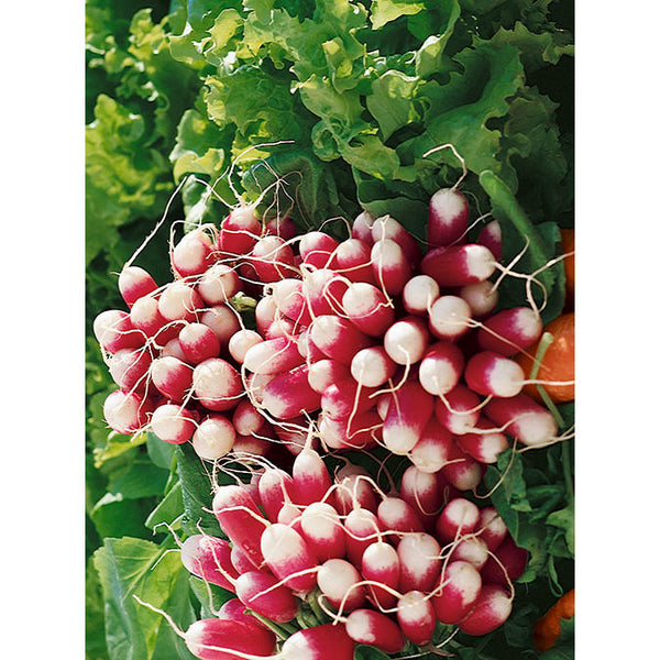 French Breakfast Summer Radish Seeds – NE SEED