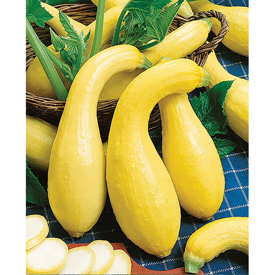 Summer Squash Seeds – NE SEED