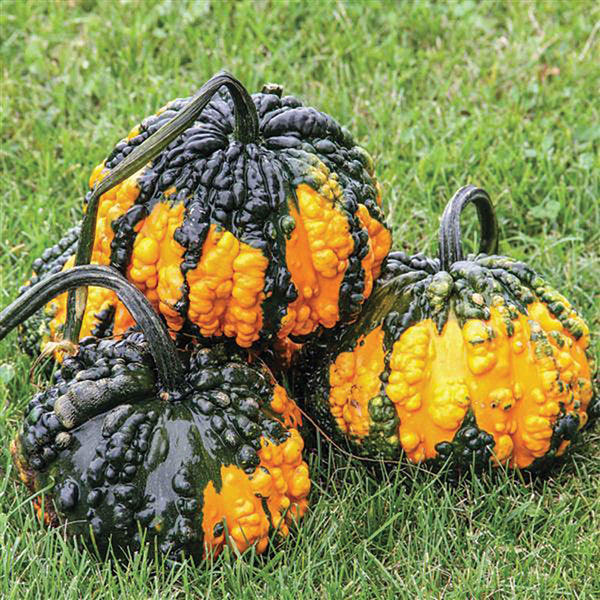 Hoargarth F1 Hybrid Gourd Seeds – NE SEED