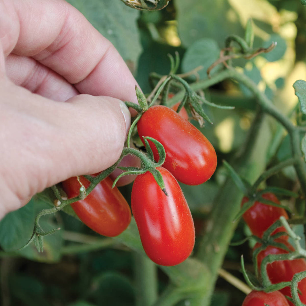 Tomato Seeds – Page 2 – NE SEED