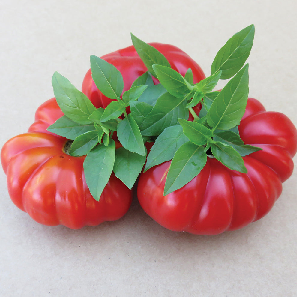 Costoluto Genovese Tomato Seeds – NE SEED