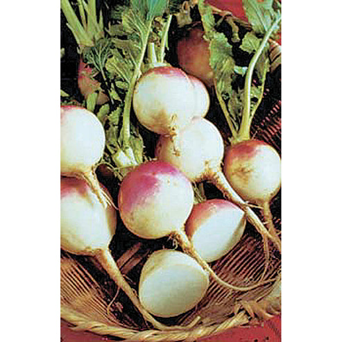 Purple Top White Globe Turnip Seeds – NE SEED