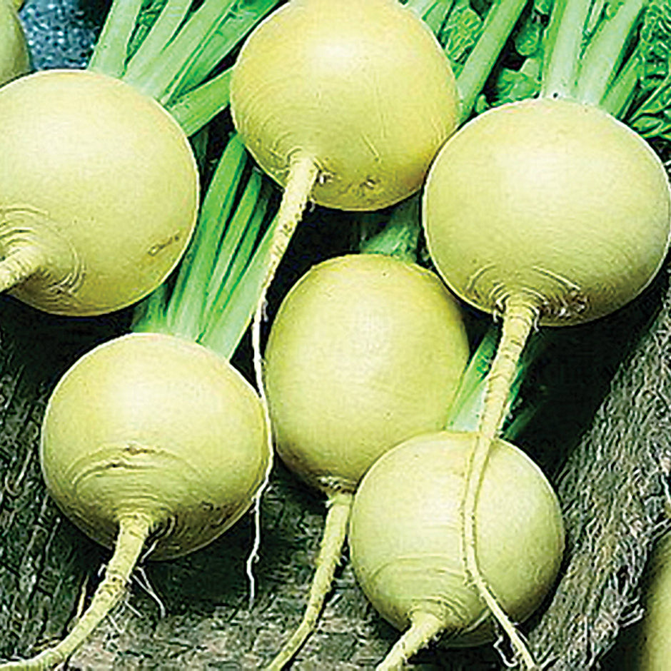 Turnip Seeds – NE SEED
