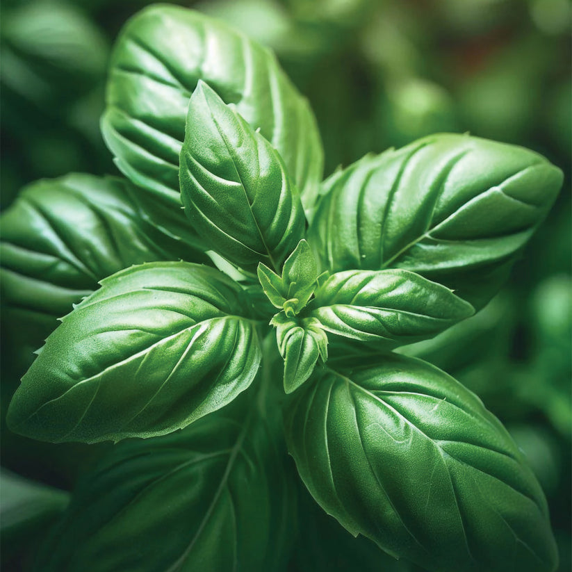 Large Leaf Italian Basil Seeds – NE SEED