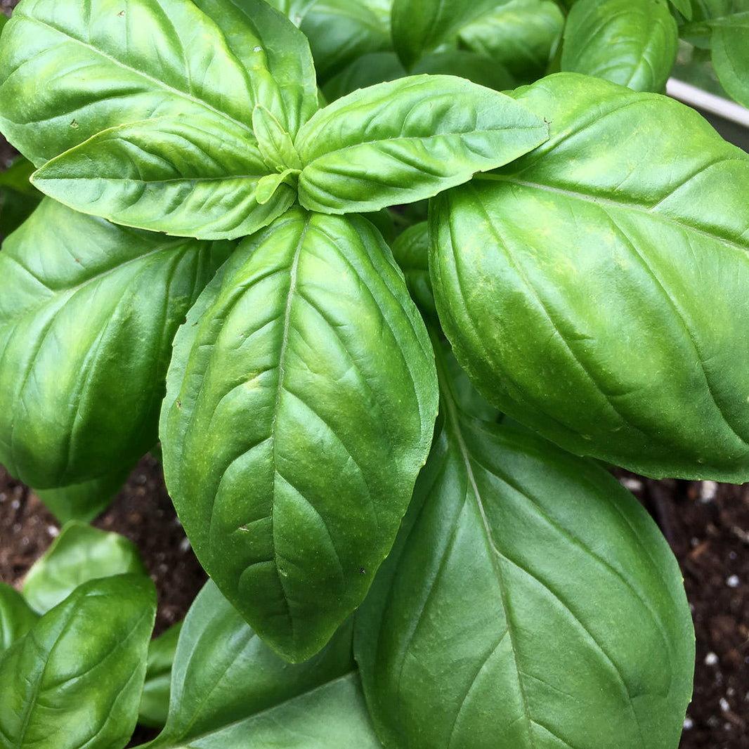 Basil Seeds – NE SEED