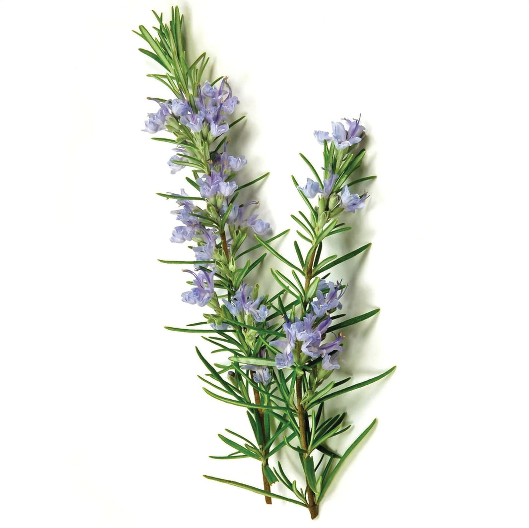 Rosemary Seeds – NE SEED