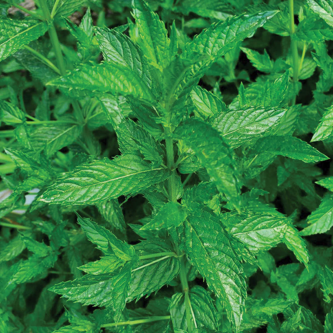 Mint Seeds – NE SEED