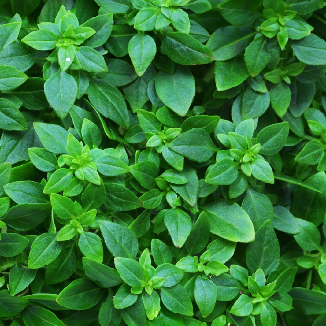 Basil Seeds – NE SEED