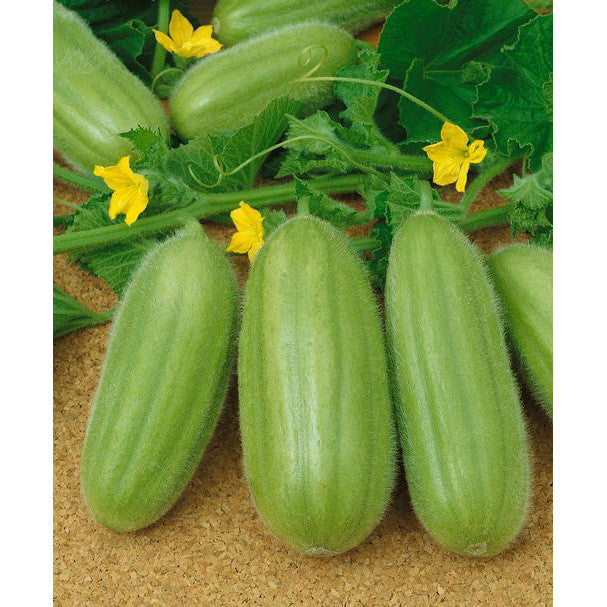 Carosello Barese Italian Cucumber Seeds – NE SEED