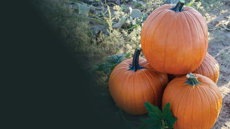 Commercial Seeds in Bulk & Packets for Professional and Garden Growers ...