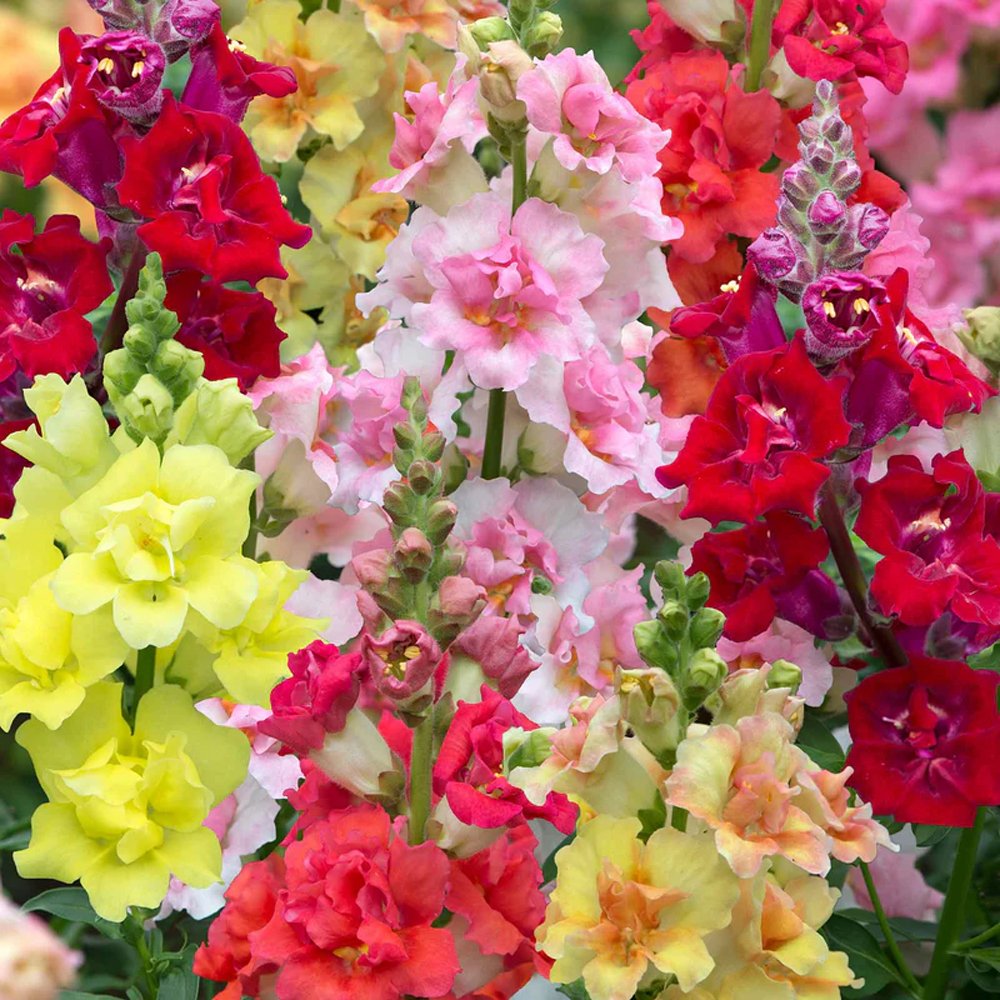 Double Shot Mix Snapdragons – NE SEED