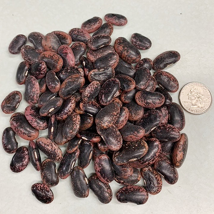 Bean Seeds – NE SEED