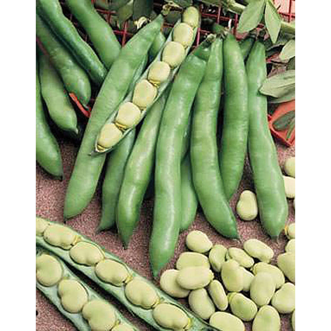 Bean Seeds – Page 2 – NE SEED