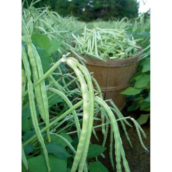 Top Pick Cream Pea Cowpea Seeds (Southern Bean) – NE SEED