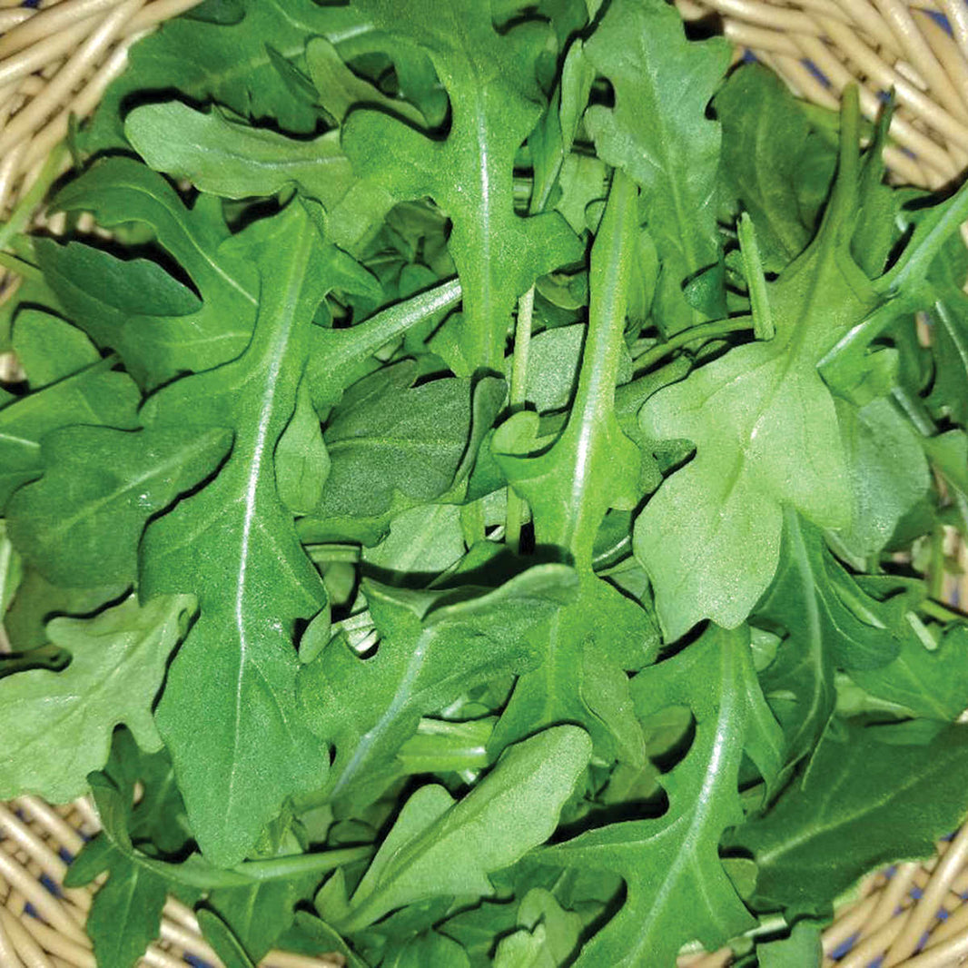 Arugula Seeds – NE SEED